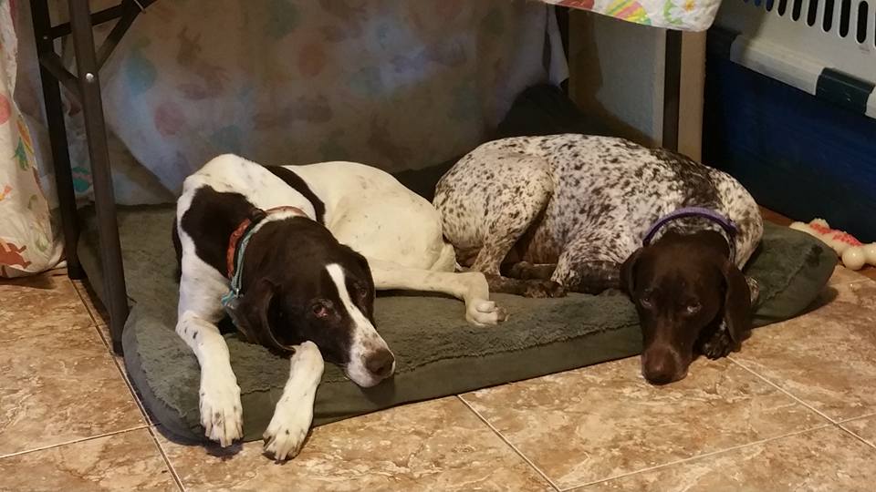 Flo - NorCal GSP Rescue