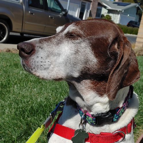 Amber - passed away December 29, 2022 - NorCal GSP Rescue
