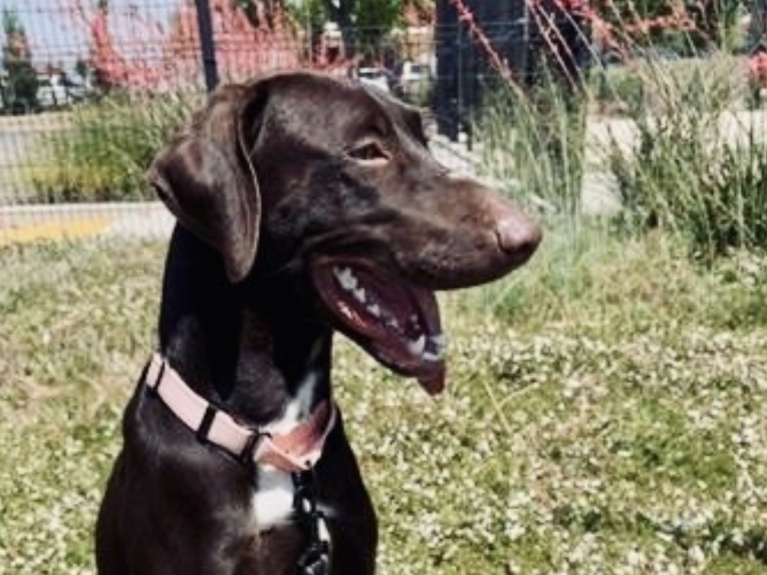 Home - NorCal GSP Rescue