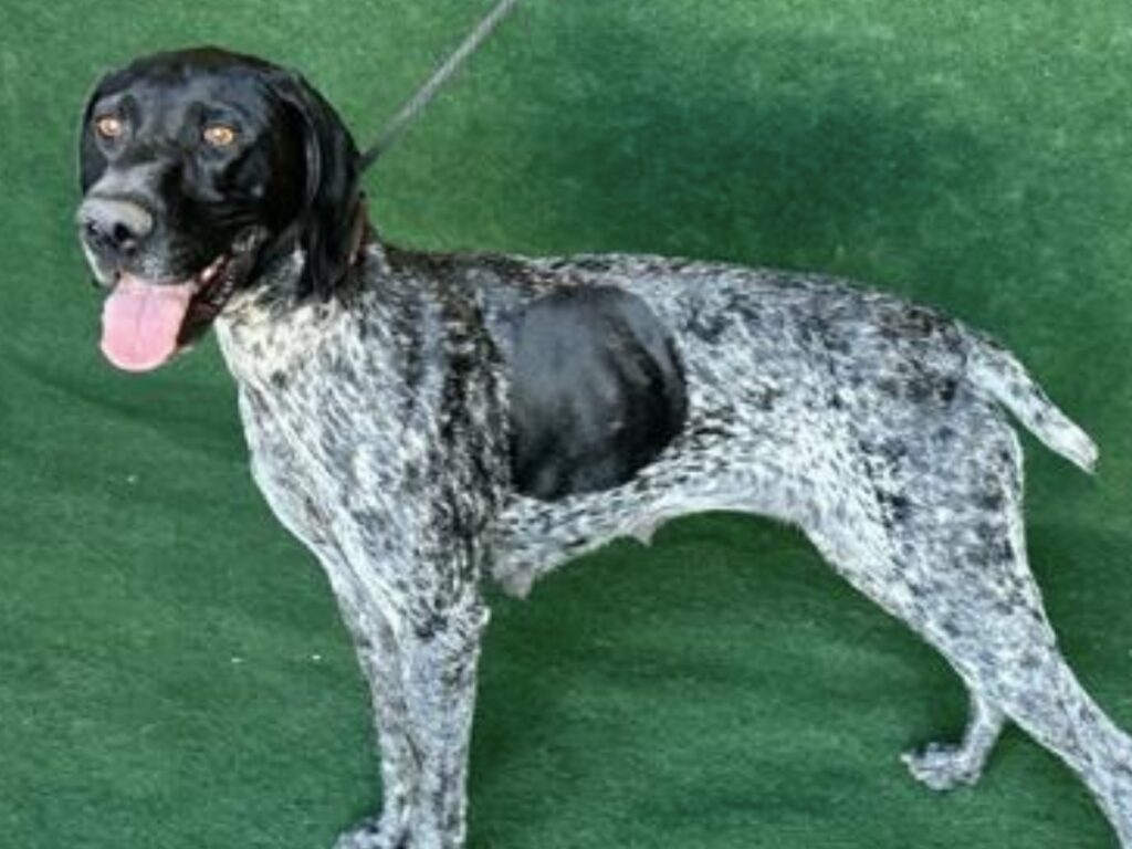 Home - NorCal GSP Rescue