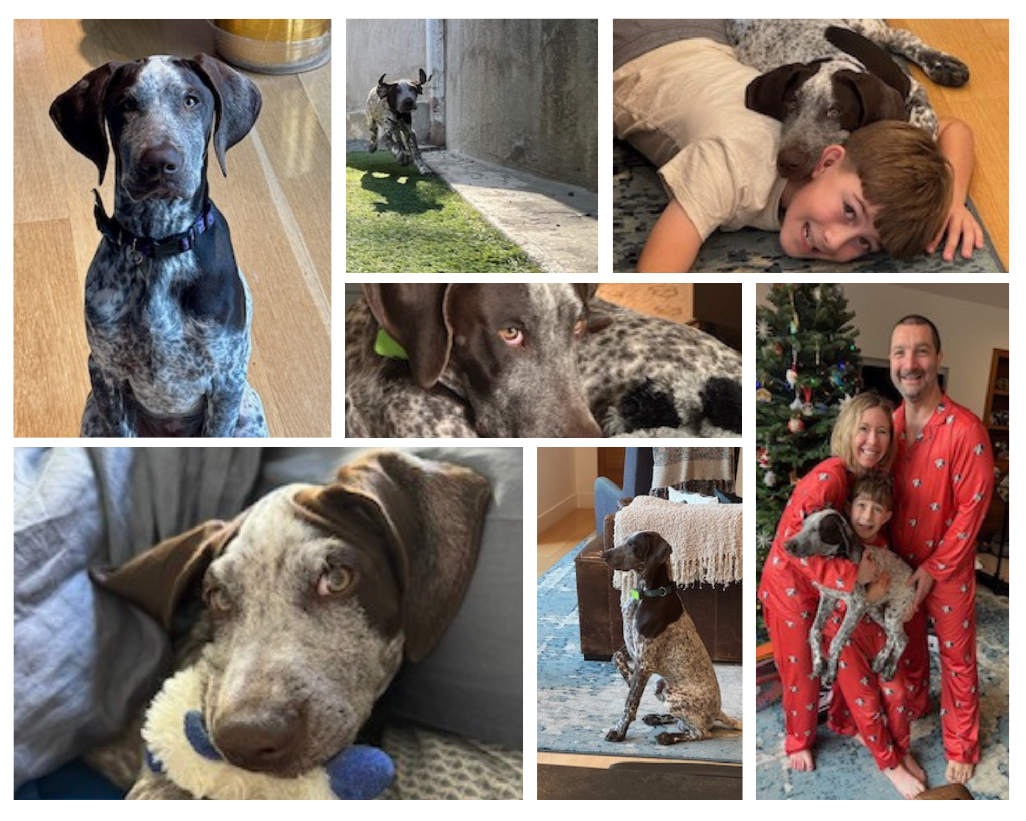 Tribute - MeatLoaf - NorCal GSP Rescue