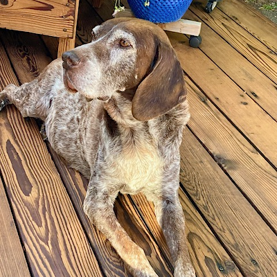 Lady (Piper3) - passed away July 30, 2025 - NorCal GSP Rescue